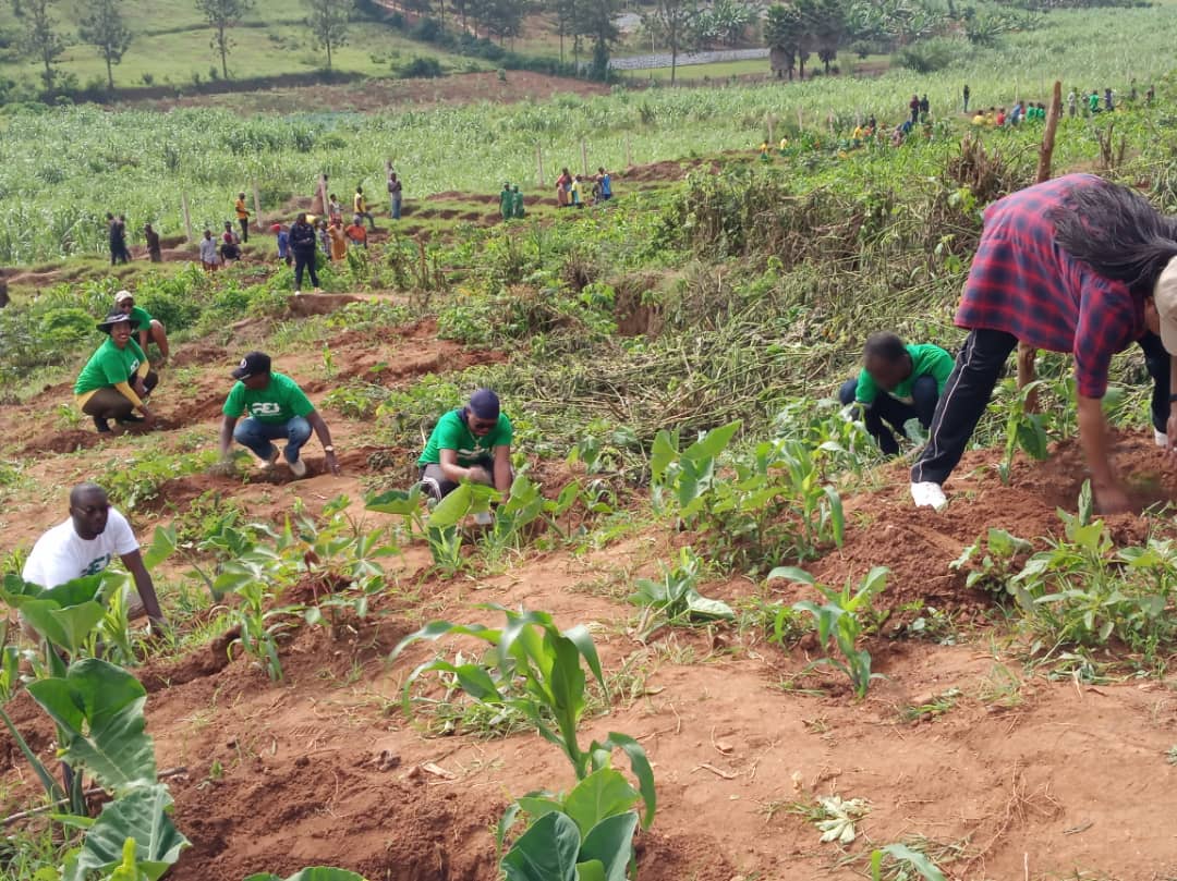 Community work ‘Umuganda’ activities focused on National Tree Planting ...
