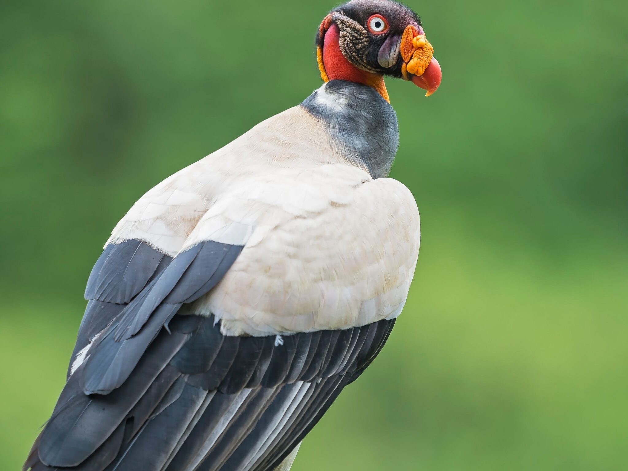 The role of vultures in the ecosystem and wildlife conservation - The ...