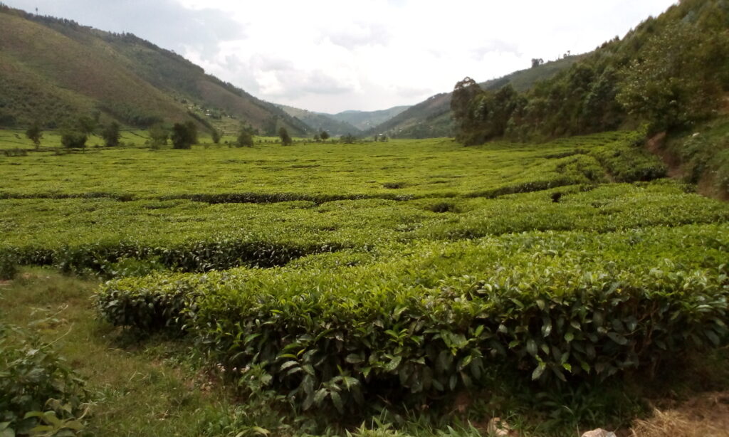 Key achievements of Green Gicumbi project in three years - The ...