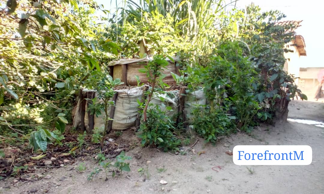 How Rwandan women farmers fight malnutrition and improve food security ...