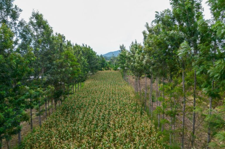 Agroforestry: Integrating trees with crops for sustainability - The ...