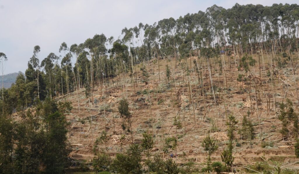 Progress Toward Target to End Deforestation by 2030 - The Forefront Mag