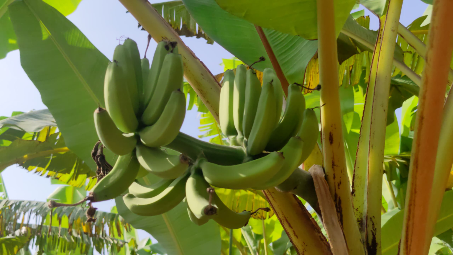 Kamonyi: Hatangijwe gahunda yo kuvugurura urutoki hagamijwe kongera ...