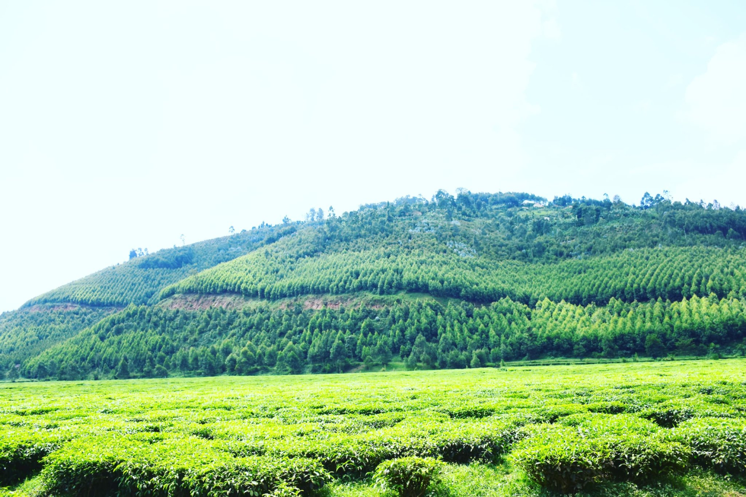 The uniqueness of the hybrid Eucalyptus Clones (GU7, GU8, GC550 ...