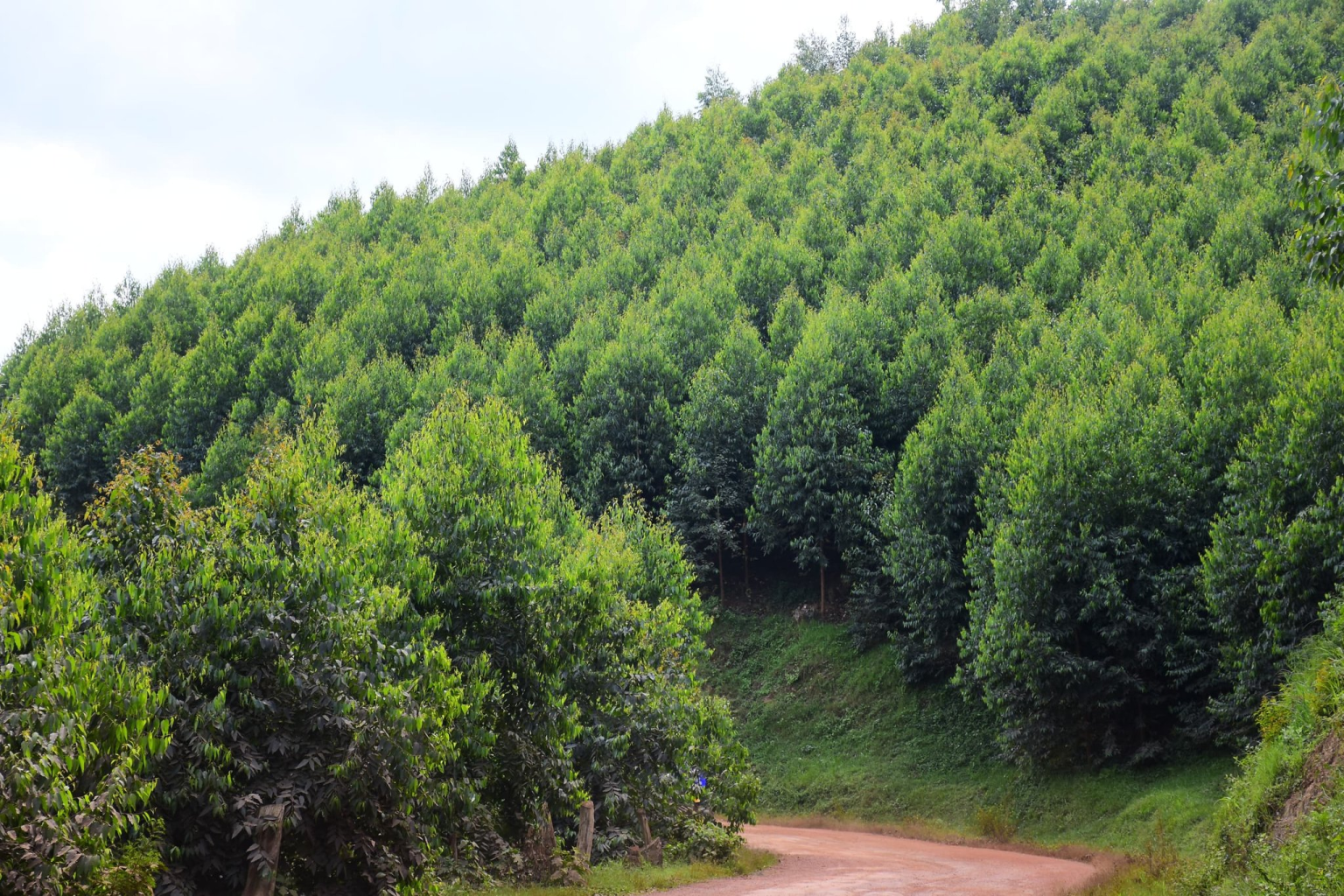 The uniqueness of the hybrid Eucalyptus Clones (GU7, GU8, GC550 ...