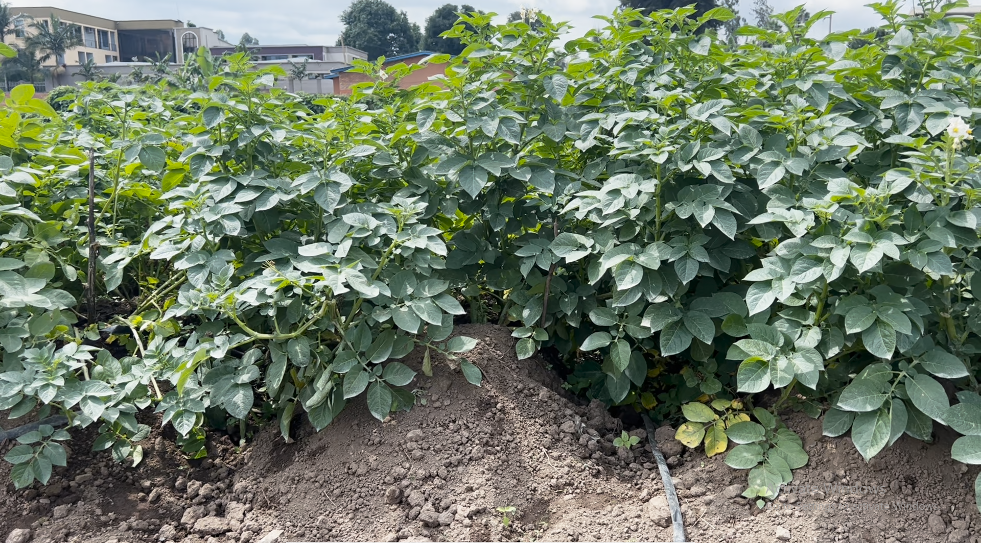 Rwanda Agri-Biotech Programme: Key Questions and Answers on Biotech ...